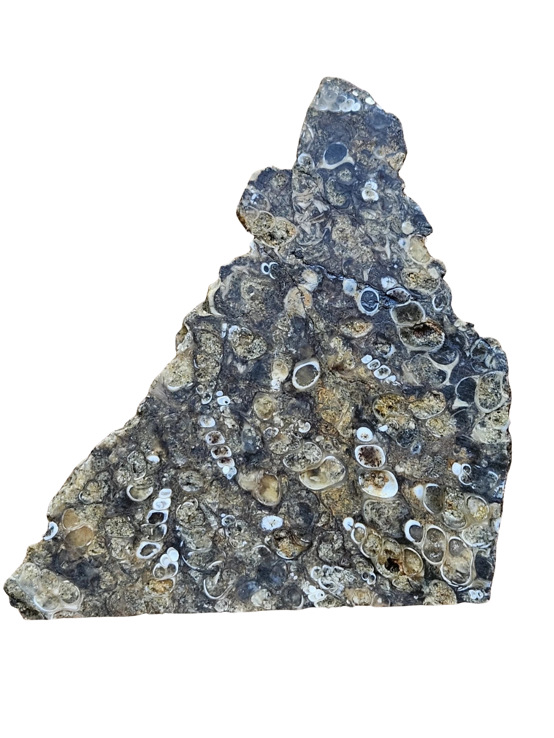 Turritella Agate Meanings and Properties
